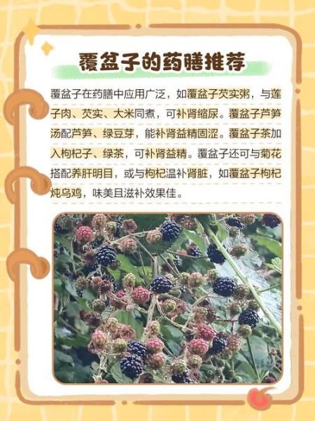 覆盆子怎么吃_覆盆子一天吃多少合适-第3张图片-山城妙识