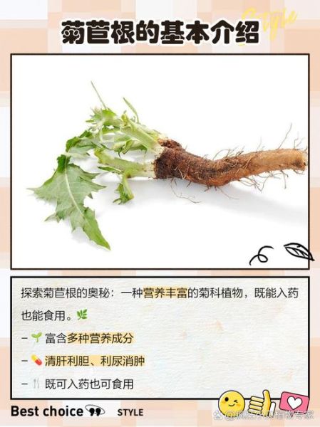 菊苣根在药店叫什么_菊苣根和菊苣根提取物区别-第1张图片-山城妙识