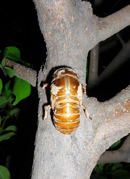 知了猴图片怎么拍_知了猴图片高清大全-第1张图片-山城妙识