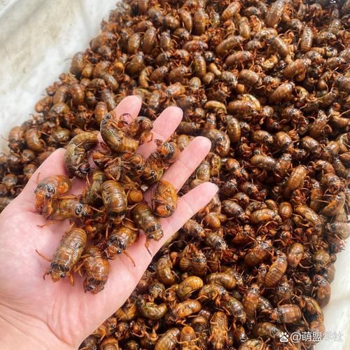 知了猴图片怎么拍_知了猴图片高清大全-第2张图片-山城妙识