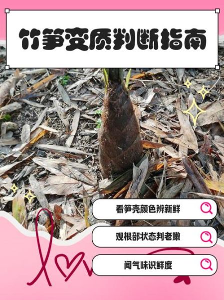 哪些竹笋不能吃_如何判断毒竹笋-第1张图片-山城妙识 哪些竹笋不能吃_如何判断毒竹笋-第1张图片-山城妙识