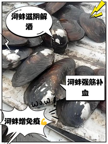 河蚌的营养价值小孩能吃吗_河蚌适合几岁儿童吃-第2张图片-山城妙识