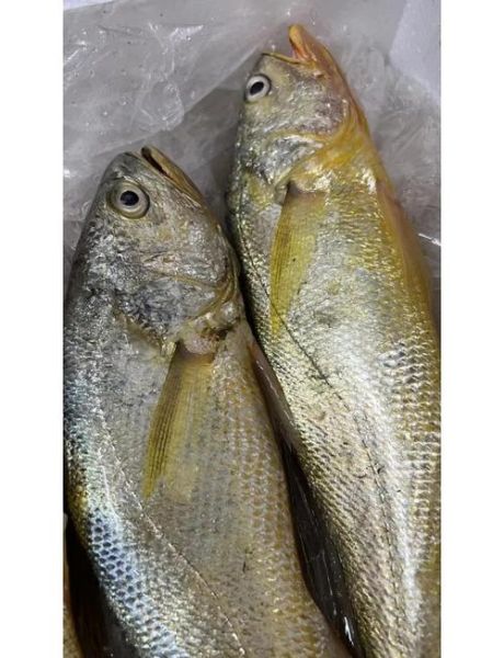 黄花鱼的营养价值及功效_黄花鱼的禁忌有哪些-第1张图片-山城妙识