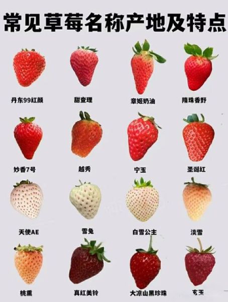 100种水果图片大全_如何快速识别-第3张图片-山城妙识