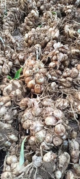 沙姜长什么样_沙姜植株图片特征-第1张图片-山城妙识