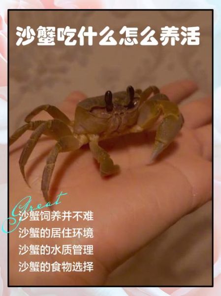 沙蟹怎么做好吃_沙蟹最简单的家常做法-第3张图片-山城妙识