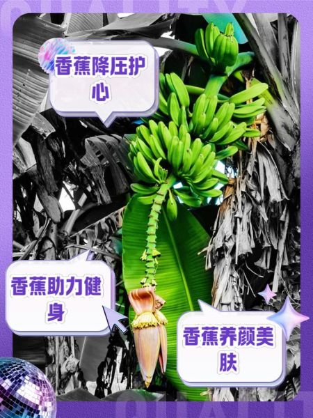 每天吃香蕉能提高性功能吗_香蕉对男性性功能的好处-第2张图片-山城妙识