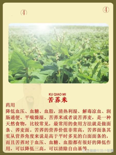 苦荞麦的功效与作用_苦荞麦怎么吃最健康-第3张图片-山城妙识 苦荞麦的功效与作用_苦荞麦怎么吃最健康-第3张图片-山城妙识