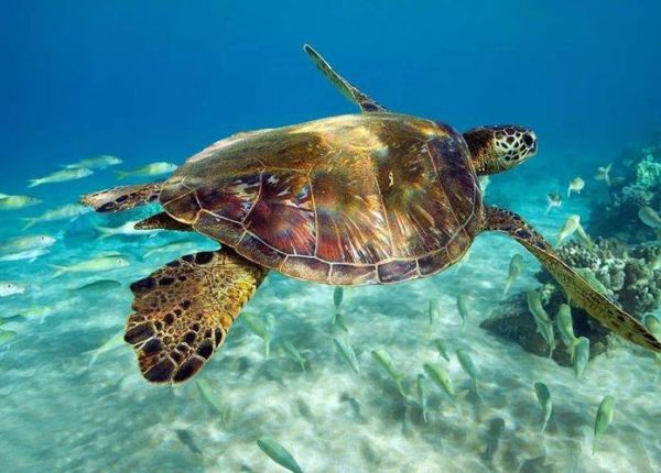 how_long_do_turtles_live_in_captivity_what_do_turtles_eat-第1张图片-山城妙识