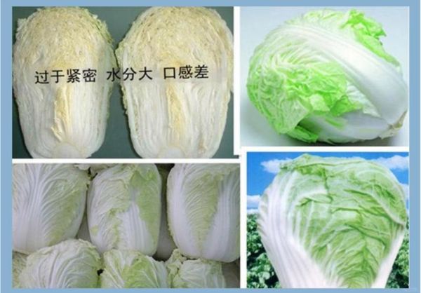 小白菜和大白菜的区别_哪个营养更高-第2张图片-山城妙识