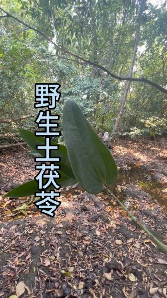 土茯苓治什么病最好_土茯苓对皮肤病效果好吗-第3张图片-山城妙识
