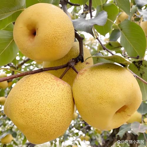 梨子品种有哪些_哪种梨子最好吃-第2张图片-山城妙识