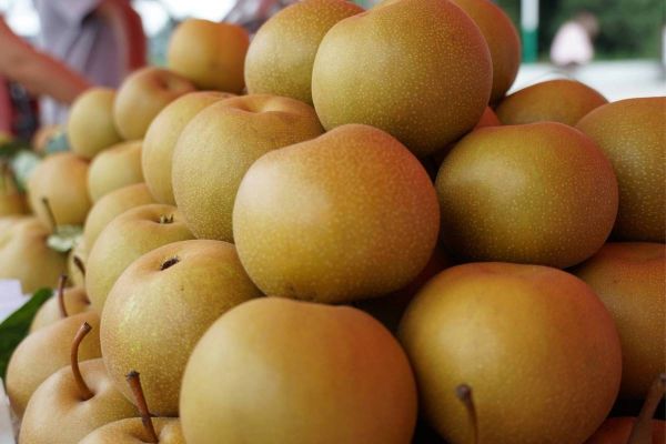 梨子品种有哪些_哪种梨子最好吃-第1张图片-山城妙识