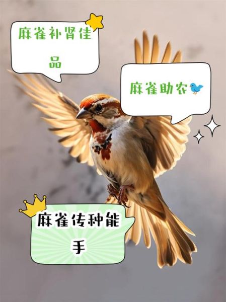 麻雀的功效与作用_麻雀肉怎么吃最补-第2张图片-山城妙识