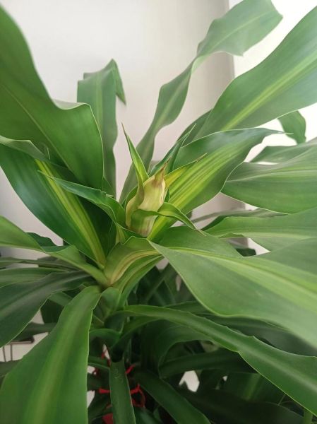 巴西木开花图片大全_巴西木多久开花一次-第1张图片-山城妙识 巴西木开花图片大全_巴西木多久开花一次-第1张图片-山城妙识