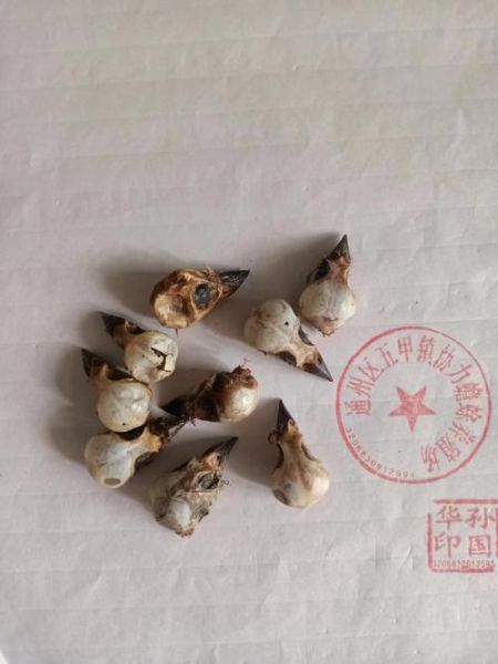 麻雀的功效与作用_麻雀肉怎么吃最补-第3张图片-山城妙识