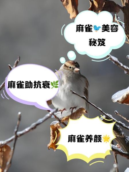 麻雀的功效与作用_麻雀肉怎么吃最补-第1张图片-山城妙识