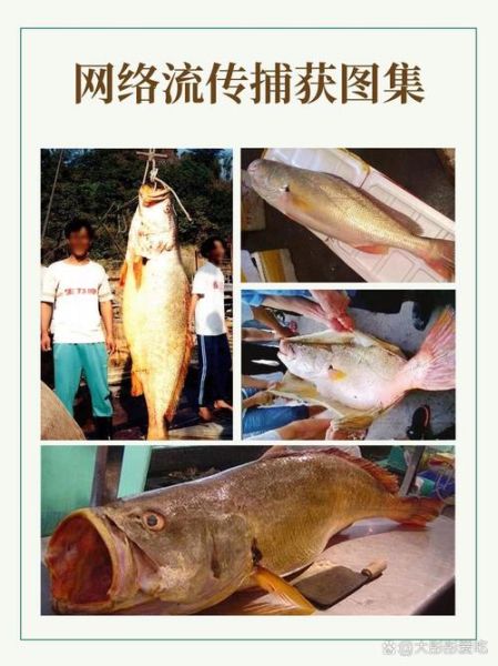 金钱鳘鱼多少钱一斤_金钱鳘鱼为什么这么贵-第2张图片-山城妙识