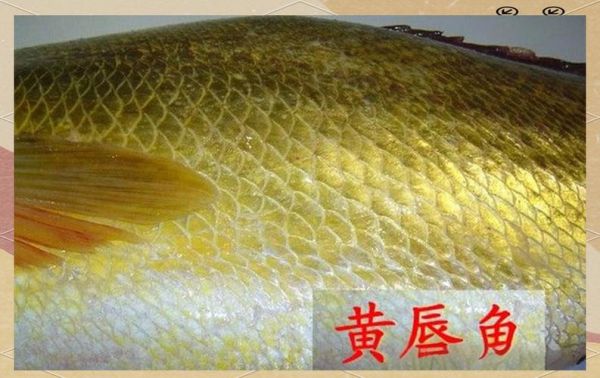 金钱鳘鱼多少钱一斤_金钱鳘鱼为什么这么贵-第3张图片-山城妙识