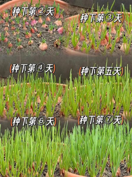 葱头怎么种_葱头种植时间和方法-第1张图片-山城妙识 葱头怎么种_葱头种植时间和方法-第1张图片-山城妙识