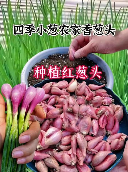 葱头怎么种_葱头种植时间和方法-第3张图片-山城妙识 葱头怎么种_葱头种植时间和方法-第3张图片-山城妙识