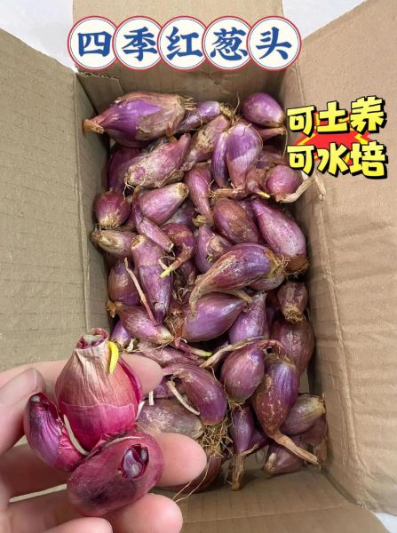 葱头怎么种_葱头种植时间和方法-第2张图片-山城妙识 葱头怎么种_葱头种植时间和方法-第2张图片-山城妙识