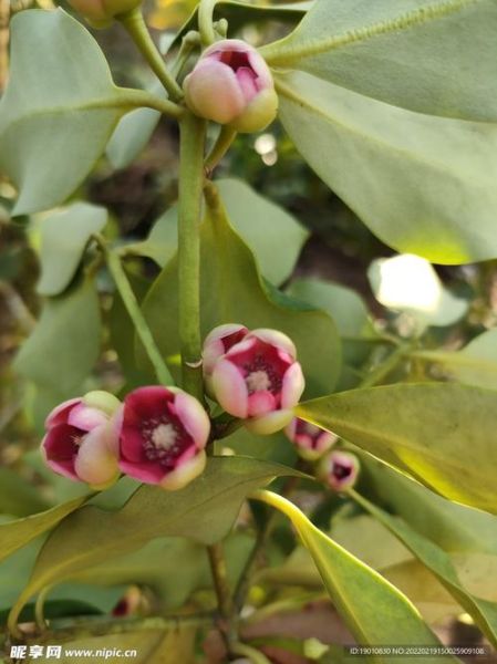 八角花图片大全_八角花长什么样-第1张图片-山城妙识 八角花图片大全_八角花长什么样-第1张图片-山城妙识