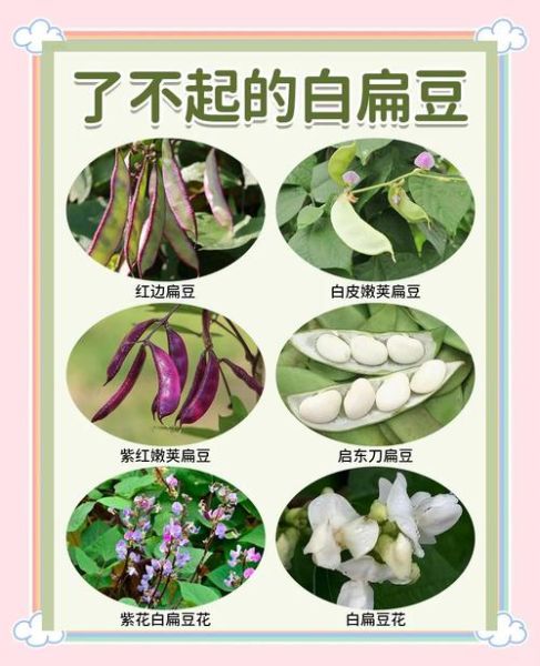 白扁豆花泡水喝的害处_白扁豆花泡水副作用-第1张图片-山城妙识 白扁豆花泡水喝的害处_白扁豆花泡水副作用-第1张图片-山城妙识