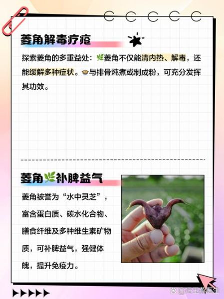 菱角的营养价值_菱角的功效与作用-第1张图片-山城妙识 菱角的营养价值_菱角的功效与作用-第1张图片-山城妙识