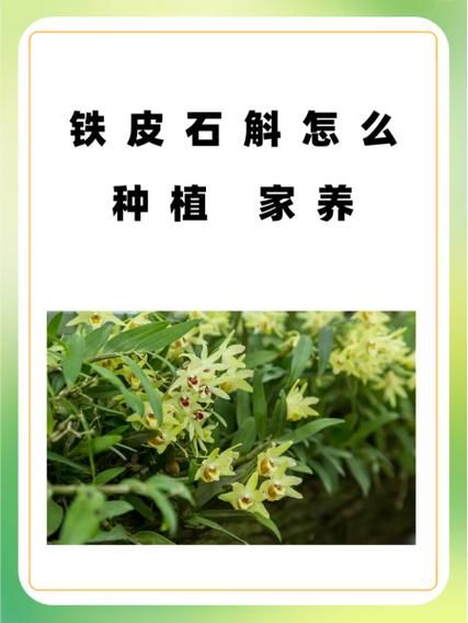 铁皮石斛怎么种_铁皮石斛种植技术与管理-第2张图片-山城妙识