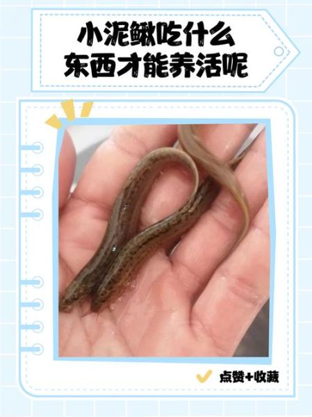 泥鳅吃什么食物_泥鳅饲料怎么搭配-第2张图片-山城妙识