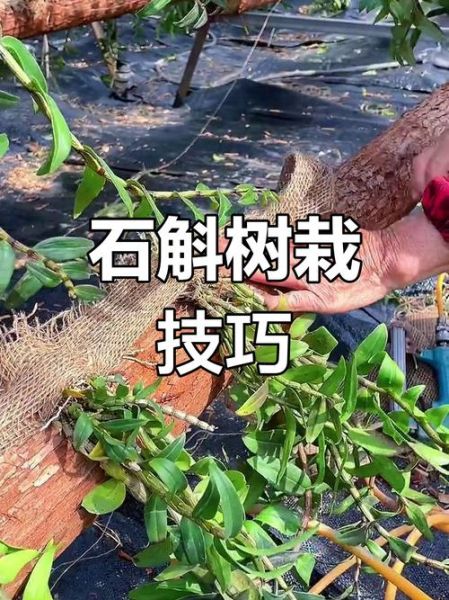 铁皮石斛怎么种_铁皮石斛种植技术与管理-第3张图片-山城妙识
