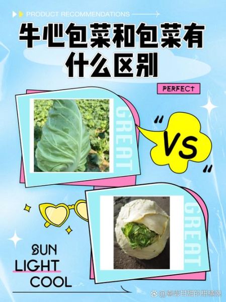 包菜和卷心菜的区别_怎么区分包菜与卷心菜-第1张图片-山城妙识