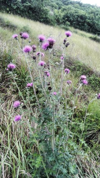 蓟怎么读_蓟是什么意思-第3张图片-山城妙识
