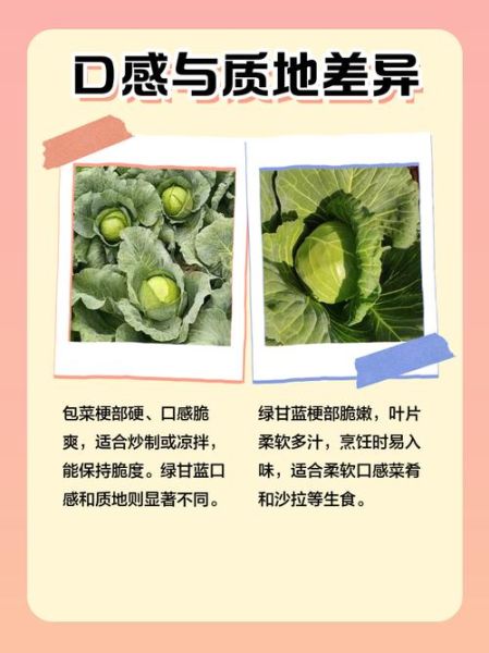 包菜和卷心菜的区别_怎么区分包菜与卷心菜-第3张图片-山城妙识
