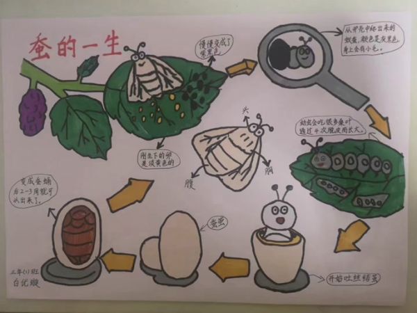 蚕茧怎么画_蚕茧绘画步骤-第1张图片-山城妙识