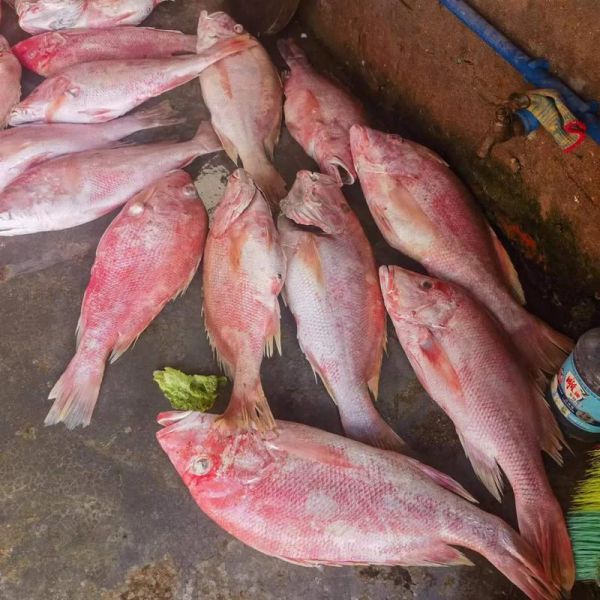 红笛鲷鱼多少钱一斤_红笛鲷鱼价格行情-第2张图片-山城妙识