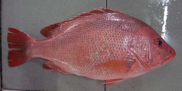 红笛鲷鱼多少钱一斤_红笛鲷鱼价格行情-第1张图片-山城妙识