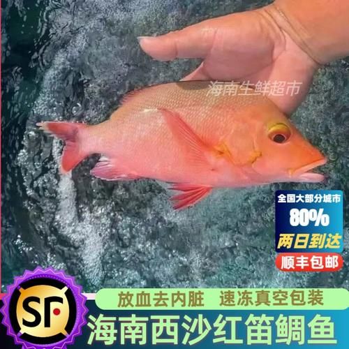 红笛鲷鱼多少钱一斤_红笛鲷鱼价格行情-第3张图片-山城妙识