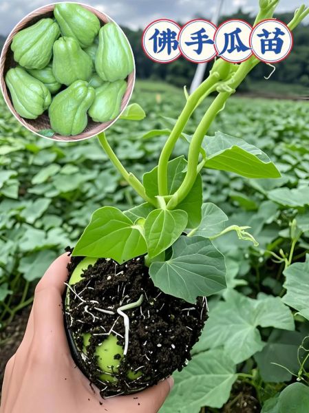 佛手瓜什么时候种最好_佛手瓜种植最佳月份-第1张图片-山城妙识