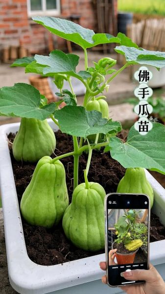 佛手瓜什么时候种最好_佛手瓜种植最佳月份-第2张图片-山城妙识