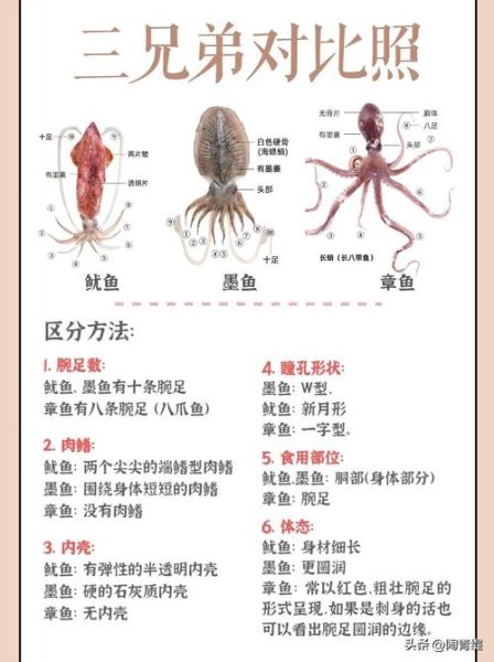 八爪鱼和鱿鱼的区别_怎么区分八爪鱼与鱿鱼-第2张图片-山城妙识