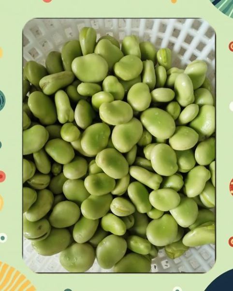 新鲜蚕豆怎么保存_新鲜蚕豆的做法大全-第2张图片-山城妙识