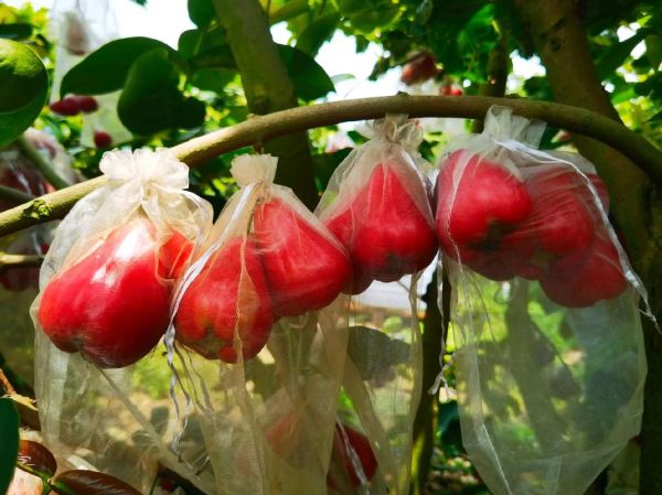 莲雾怎么挑_莲雾多少钱一斤-第3张图片-山城妙识