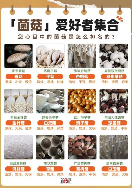 菇类大全有哪些_常见食用菌怎么挑-第1张图片-山城妙识 菇类大全有哪些_常见食用菌怎么挑-第1张图片-山城妙识