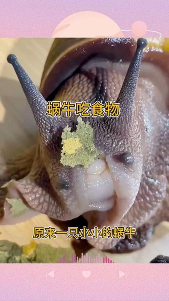 蜗牛吃什么长得快_蜗牛最爱食物排行榜-第2张图片-山城妙识