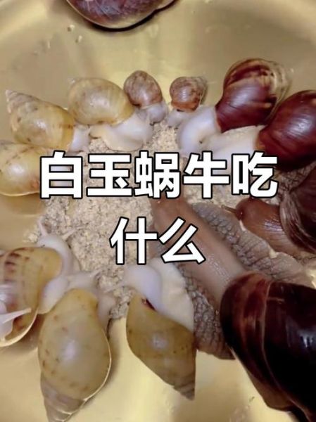 蜗牛吃什么长得快_蜗牛最爱食物排行榜-第3张图片-山城妙识