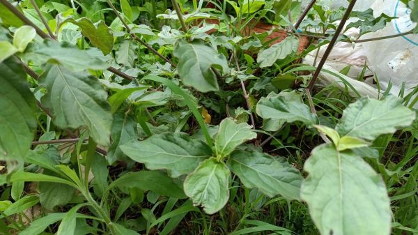 牛膝草长什么样_牛膝草和夏枯草的区别-第1张图片-山城妙识 牛膝草长什么样_牛膝草和夏枯草的区别-第1张图片-山城妙识