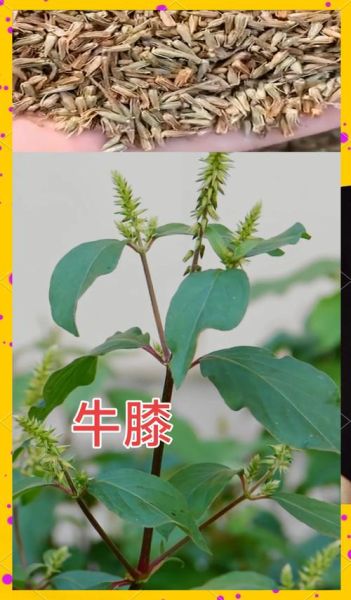 牛膝草长什么样_牛膝草和夏枯草的区别-第3张图片-山城妙识 牛膝草长什么样_牛膝草和夏枯草的区别-第3张图片-山城妙识