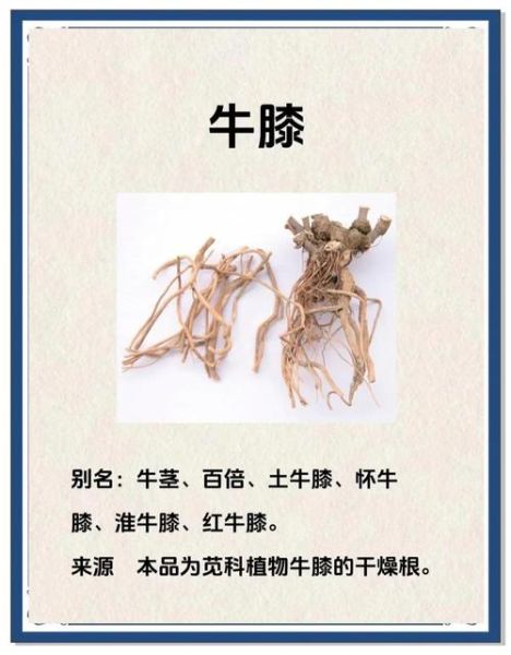 牛膝草长什么样_牛膝草和夏枯草的区别-第2张图片-山城妙识 牛膝草长什么样_牛膝草和夏枯草的区别-第2张图片-山城妙识
